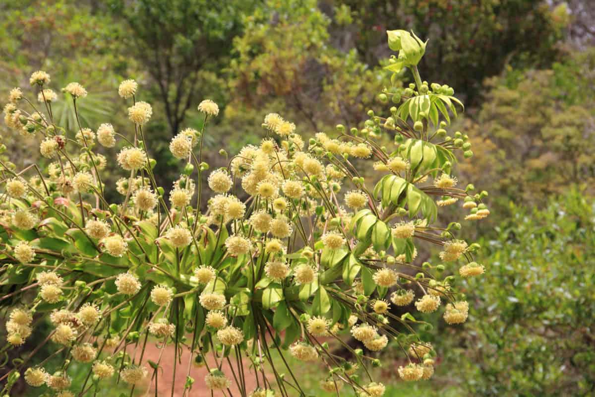 Waimea Canyon Hikes - Waimea Canyon Website